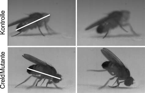 Flies IMAGE EurekAlert Science News Releases