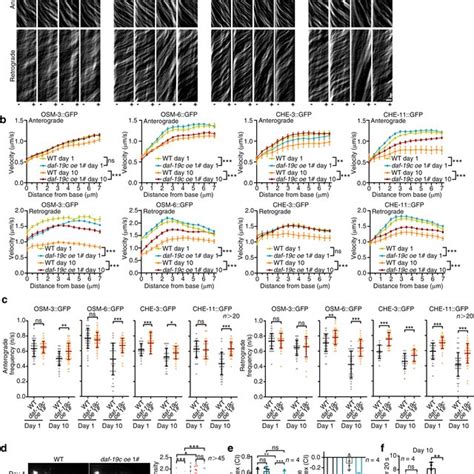 Intra Epidermal Free Nerve Endings The Epidermis Is Innervated By