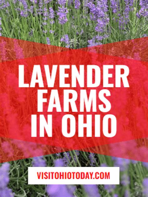 Lavender Farms In Ohio Visit Ohio Today