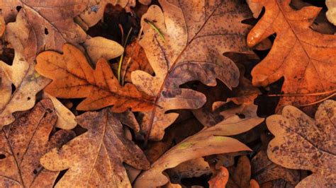 Discover The Benefits Of Oak Tree Compost