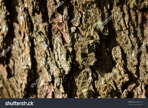 Dark Tree Bark Texture Background Stock Photo 682686127 Shutterstock