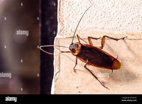 Periplaneta Cockroach Known As Red Cockroach Or American Cockroach