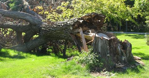 3 Reasons Why Trees Fall During Storms