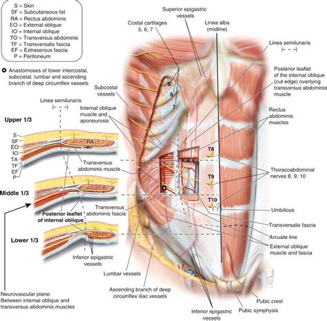 Posterior Component Separation With Transversus Abdominis Muscle