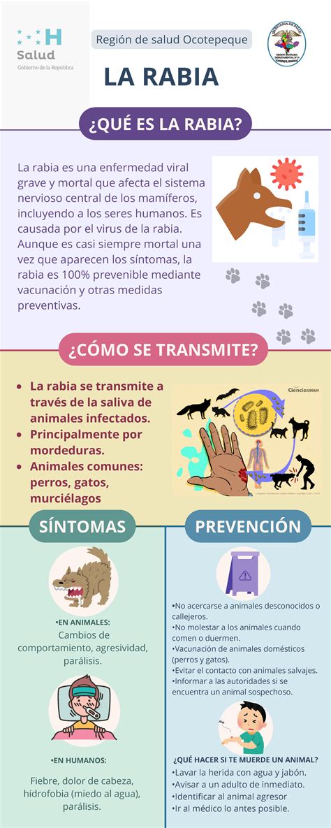 Infografía Rabia Ensayo ¿quÉ Es La Rabia La Rabia Es Una
