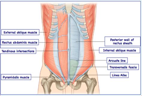 Arcuate Line Of Rectus Sheath