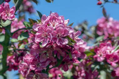 Trees With Red Leaves To Enjoy In Your Garden Cutting Edge Plants