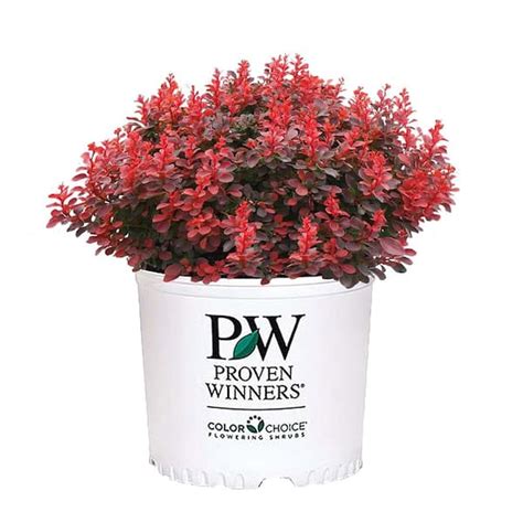 Proven Winners 2 Gal Barberry Orange Pillar Sunjoy Plant With Orange