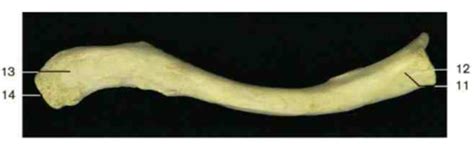 Osteology Of Upper Limb Flashcards Quizlet