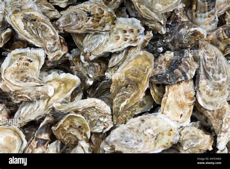 Pacific Cupped Oyster Mangrove Cupped Oyster Crassostrea Rhizophorae