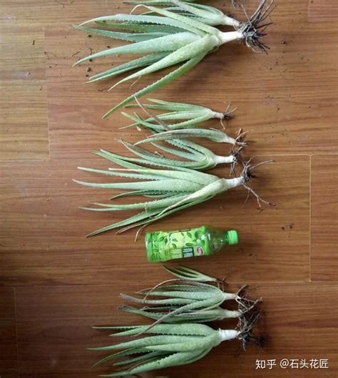 立秋后，适合给芦荟换盆、分株，1盆能变20盆，小崽子变大苗 知乎