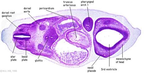 Sensory Smell Development Embryology