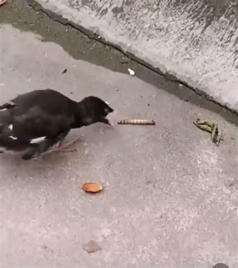 Ankit Tomar On Linkedin Food Mothernature Birds Mothercare