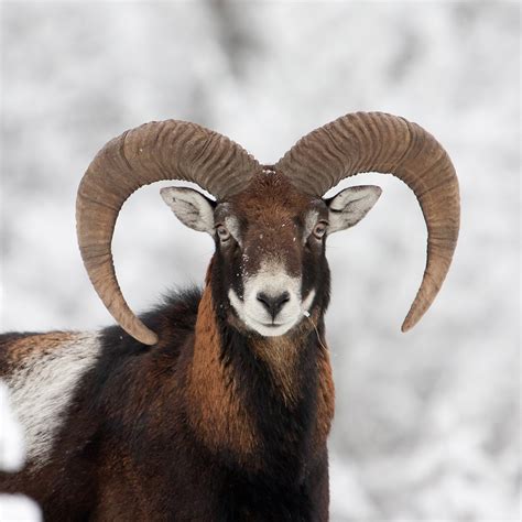 Mouflon Habitat Cornes Alimentation Reproduction Et Statut