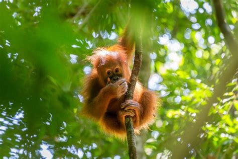 Top Attractions In North Sumatra Indonesia Orangoetan Dieren Één Boom