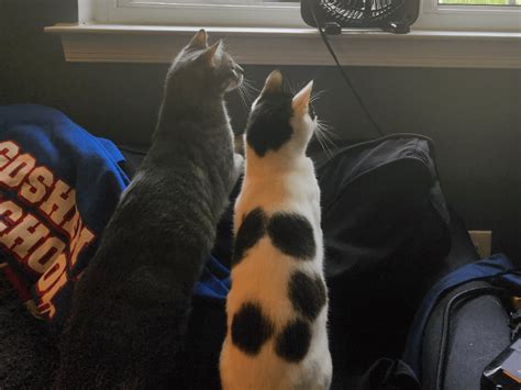 Our Cowcat Henry A K A Henry Bean A K A Bean A K A Heen Bean A