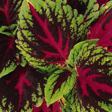 Solenostemon Scutellarioides Kong Red Coleus Siteone