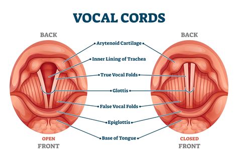 Vocal Pitch: How to not Sing off Key (The Myth of Tone Deafness) - Singing Success Vocal Pitch ...