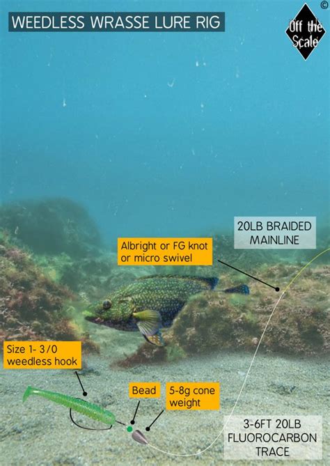 Off The Scale Magazine How To Set Up A Texas Rig For Wrasse