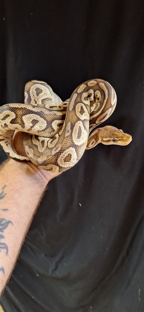 Young Adult Female Pewter Ball Python Reptile Mart Young Adult Female Pewter Ball Python Reptile Mart