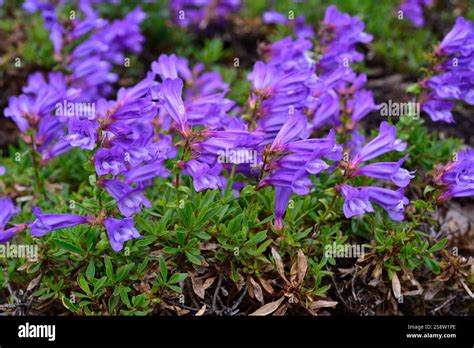 Rydbergs Penstemon Penstemon Rydbergii Is A Subshrub Native To