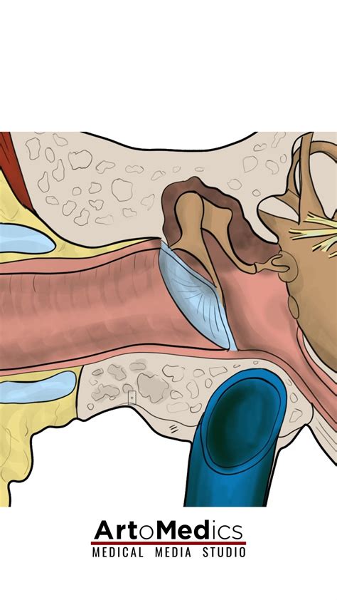 Ear Cross Section Colorink Ear Canal Ear Inner Ear Outer Ear