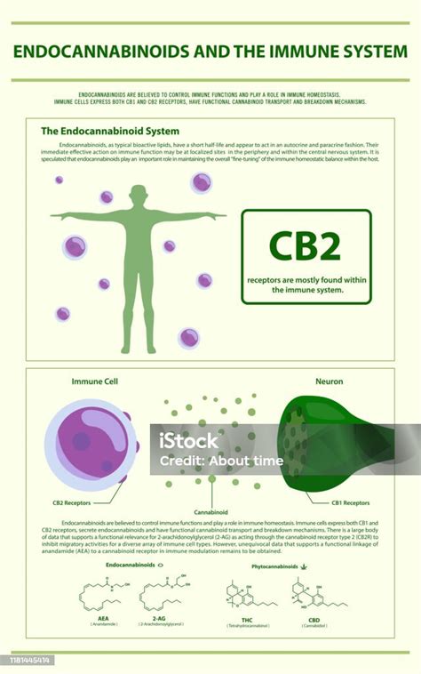 Endocannabinoids Dan Infografis Vertikal Sistem Kekebalan Tubuh