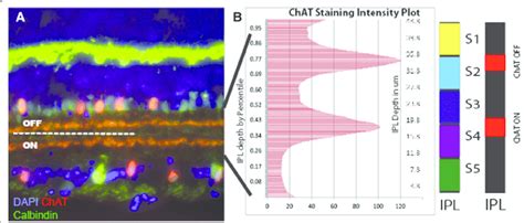 Synaptic Organization Of The Inner Plexiform Layer A The Ipl Is Download Scientific Diagram
