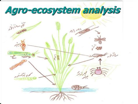 Ppt Mainstreaming Agricultural Biodiversity For Food Security