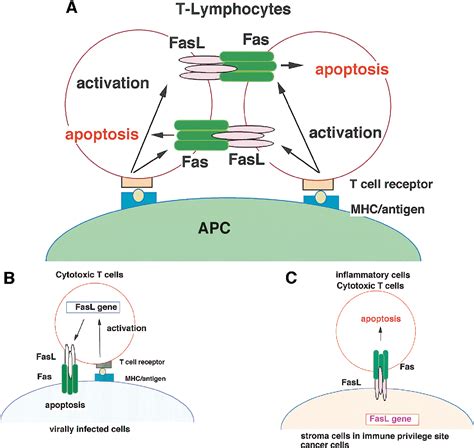 Thymic Tissue Semantic Scholar