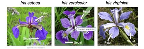 Iris Flower Data Set Eda Anita Gupta Medium