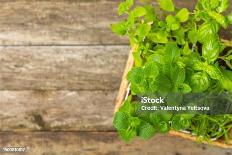 냄비에 신선한 정원 허브입니다 로즈마리 민트 오레가노 백리향을 흰 냄비에 담았습니다 매운 향신료와 허브의 모종 냄비에 모듬