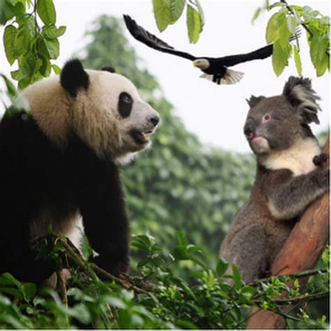 Pandas Koalas Youtube