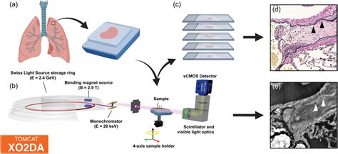Schematic Workflow Of The Experimental Design Including Download