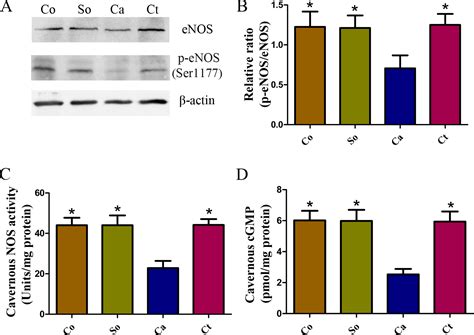 Testosterone Improves Erectile Function Through Inhibition Of Reactive Oxygen Species Generation