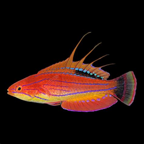 Wrasse