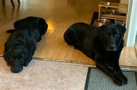 Lab Mulligan And Bogey Age Both Are 7 Year Old Black Males Weight