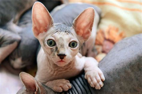 Hairless Cat Breeds Have Plenty Of Personality But Arent Hypoallergenic