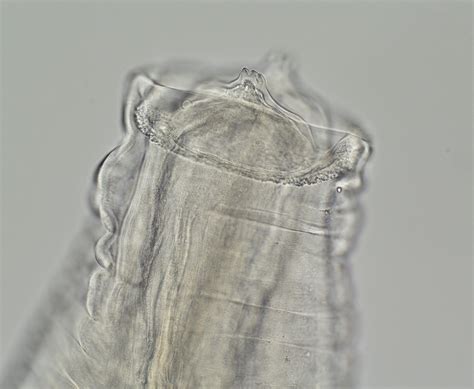 Ncvp National Center For Veterinary Parasitology Case Of The Month