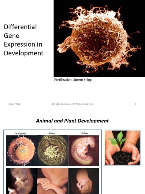 Development Differential Gene Expression Tariq 2019 Pdf Regulation