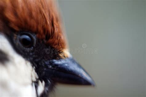 Macro Portraits Of Sparrow Stock Photo Image Of Common