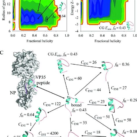 Energy Landscapes And Conformational Network A Potential Of Mean