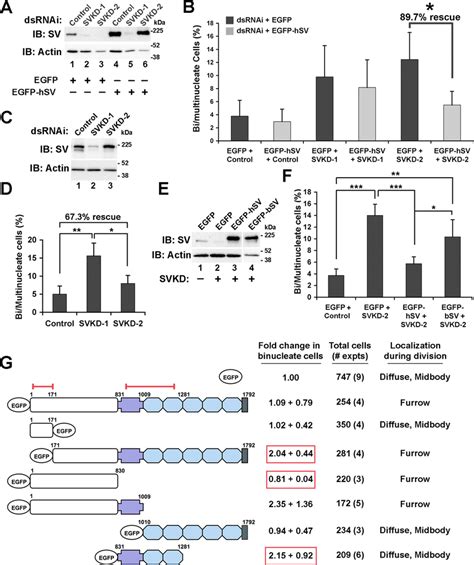 Overexpressed Egfp Hsv But Not Egfp Bsv Rescues The Increase In