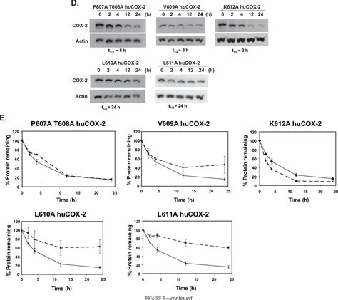 Figure 1 From Two Distinct Pathways For Cyclooxygenase 2 Protein Degradation Semantic Scholar