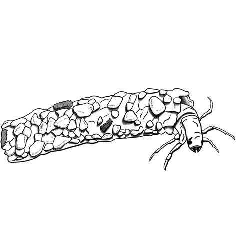 The Caddis Fly