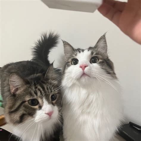 Hayden Kim Hayden Velog