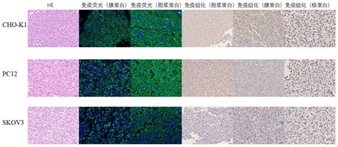 一种细胞固定液及其应用的制作方法