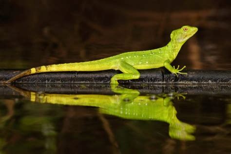Basilisk Lizard Running On Water