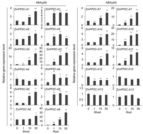 The Maize Clade A Pp2c Phosphatases Play Critical Roles In Multiple Abiotic Stress Responses