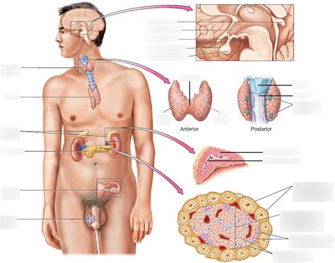 Figure 1 1 Organs And Tissues Of The Endocrine System Diagram Quizlet